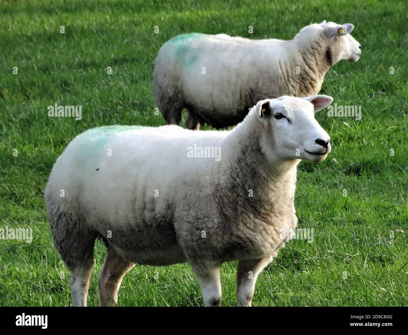 Two sheep farm animals hi-res stock photography and images - Alamy