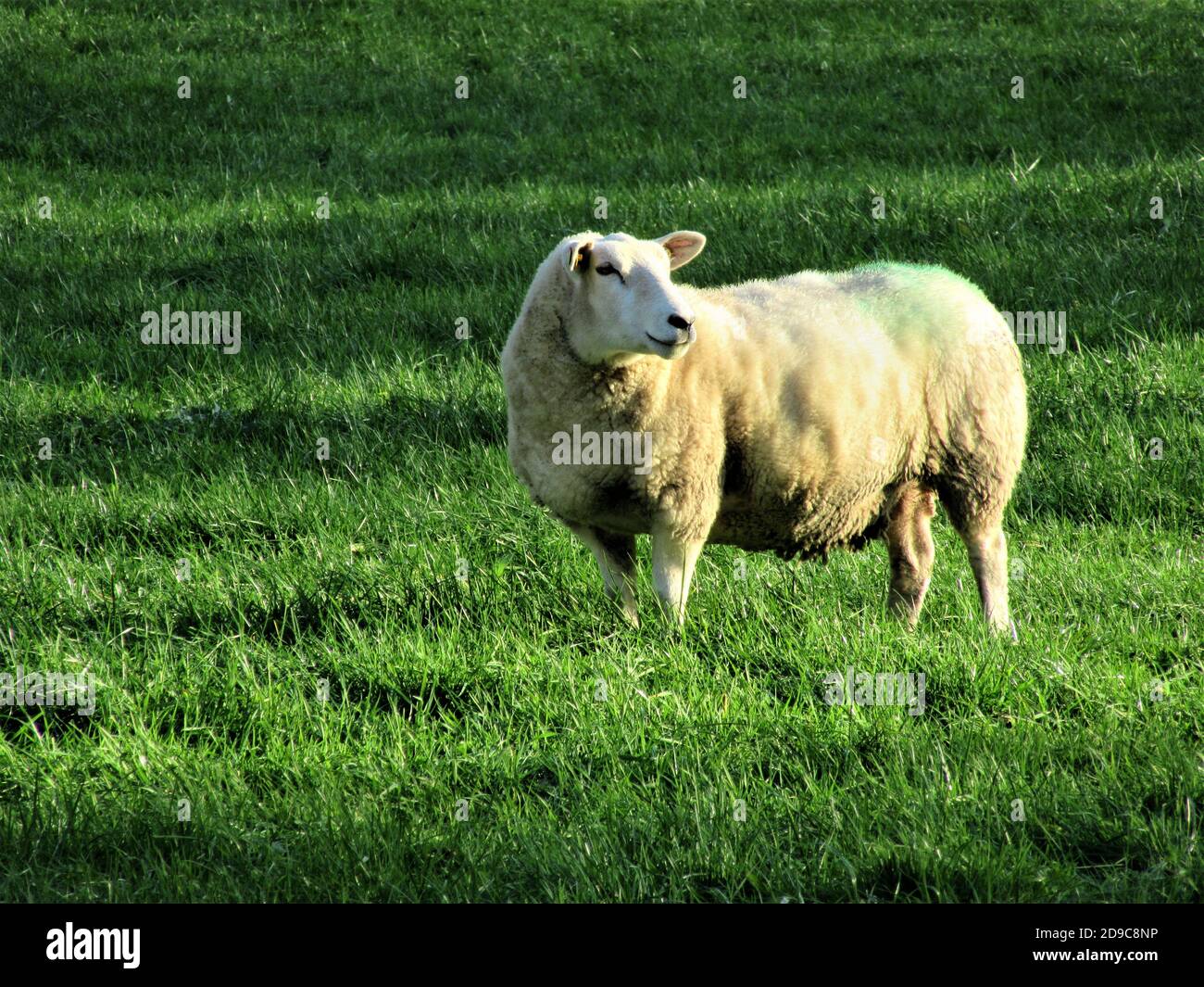 Close up sheep on meadow hi-res stock photography and images - Alamy