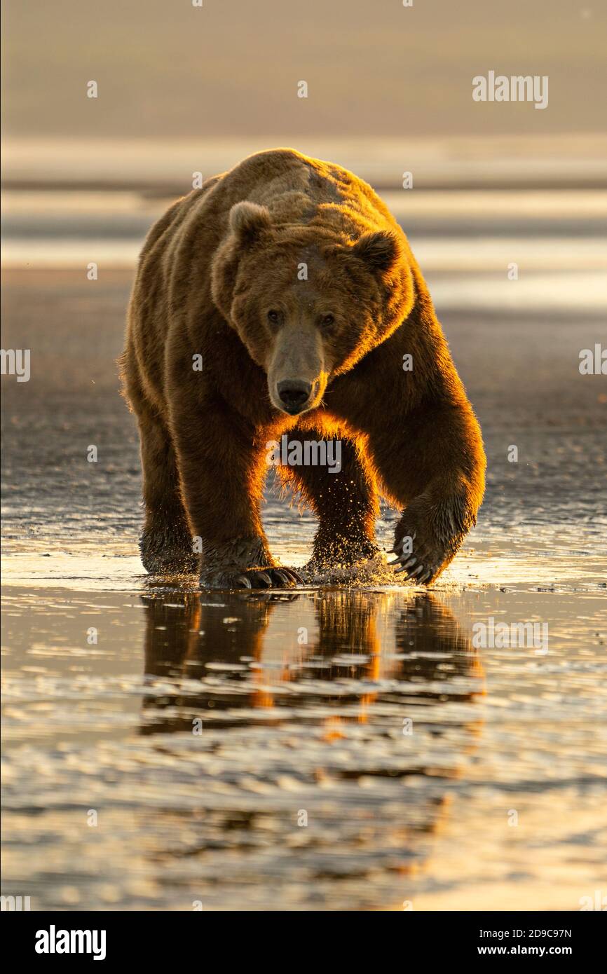 Coastal Brown bears Stock Photo - Alamy