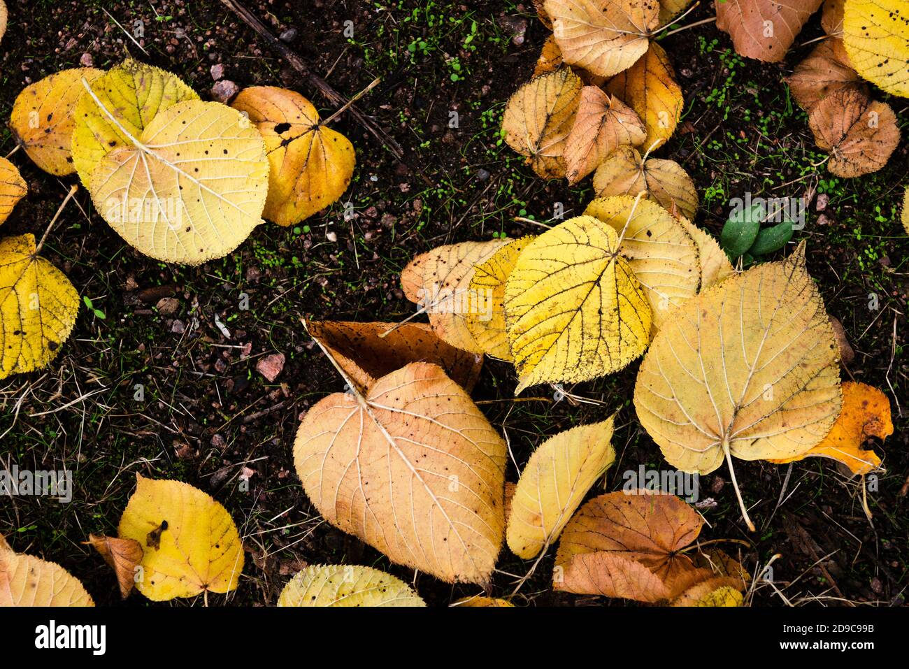 Autumn yellow dead leaves banner Stock Photo - Alamy