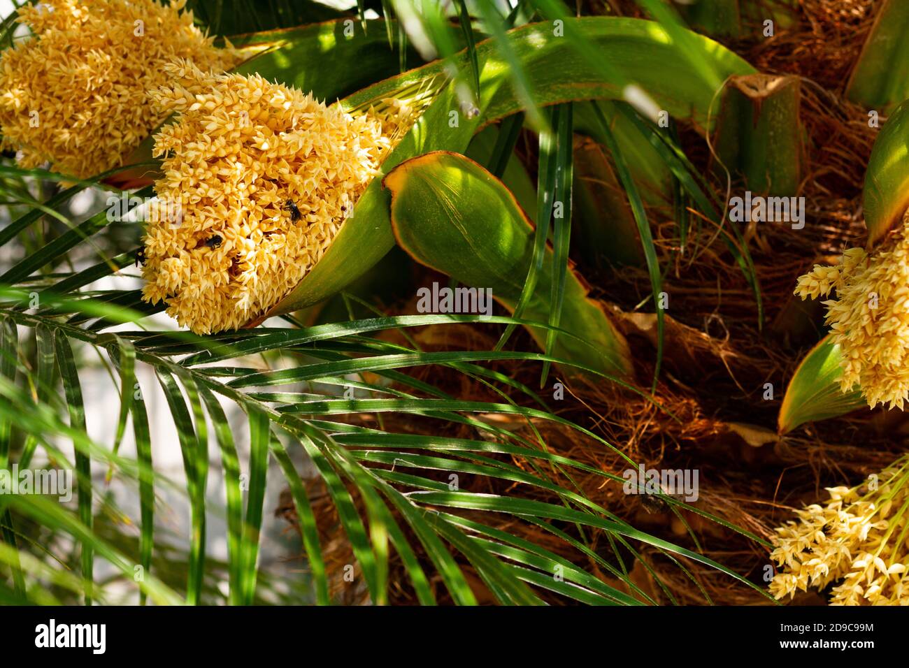 New inflorescences of a pygmy date palm tree Stock Photo - Alamy