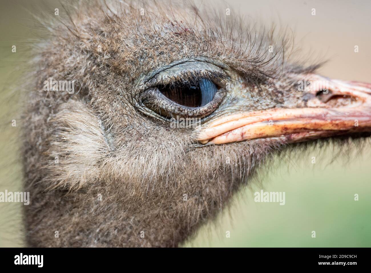 Ostrich eyes close-up. Close-up portrait of an ostrich with big eyes ...