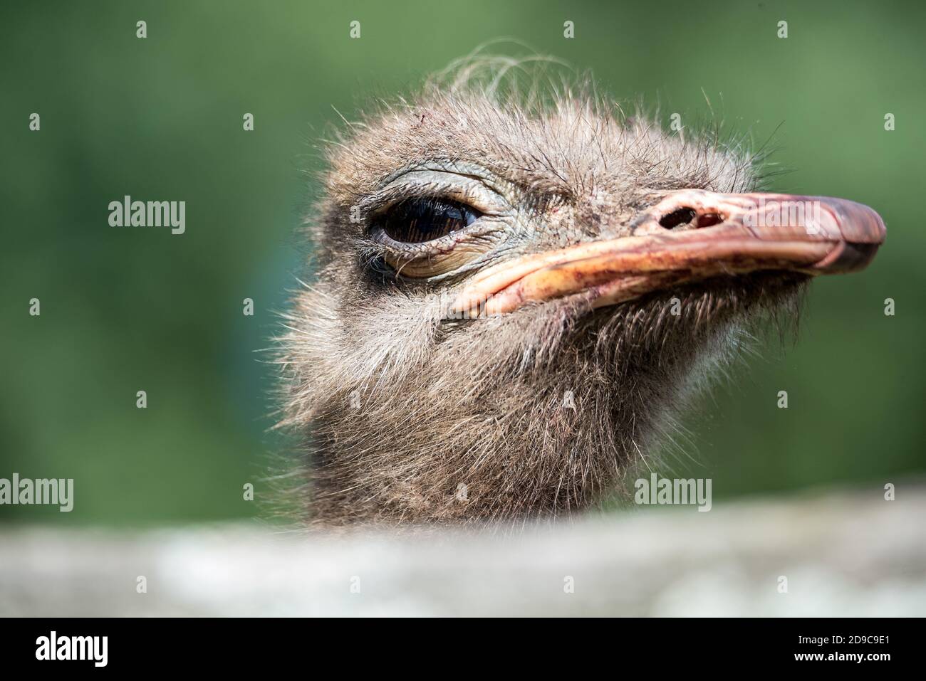 Ostrich eyes close-up. Close-up portrait of an ostrich with big eyes ...