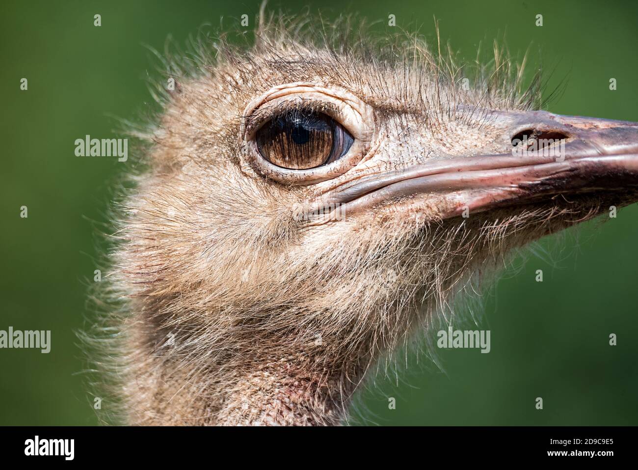 Ostrich eyes close-up. Close-up portrait of an ostrich with big eyes ...