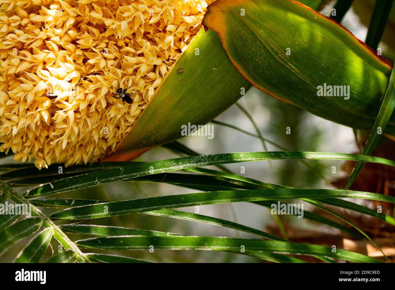 New inflorescences of a pygmy date palm tree Stock Photo - Alamy
