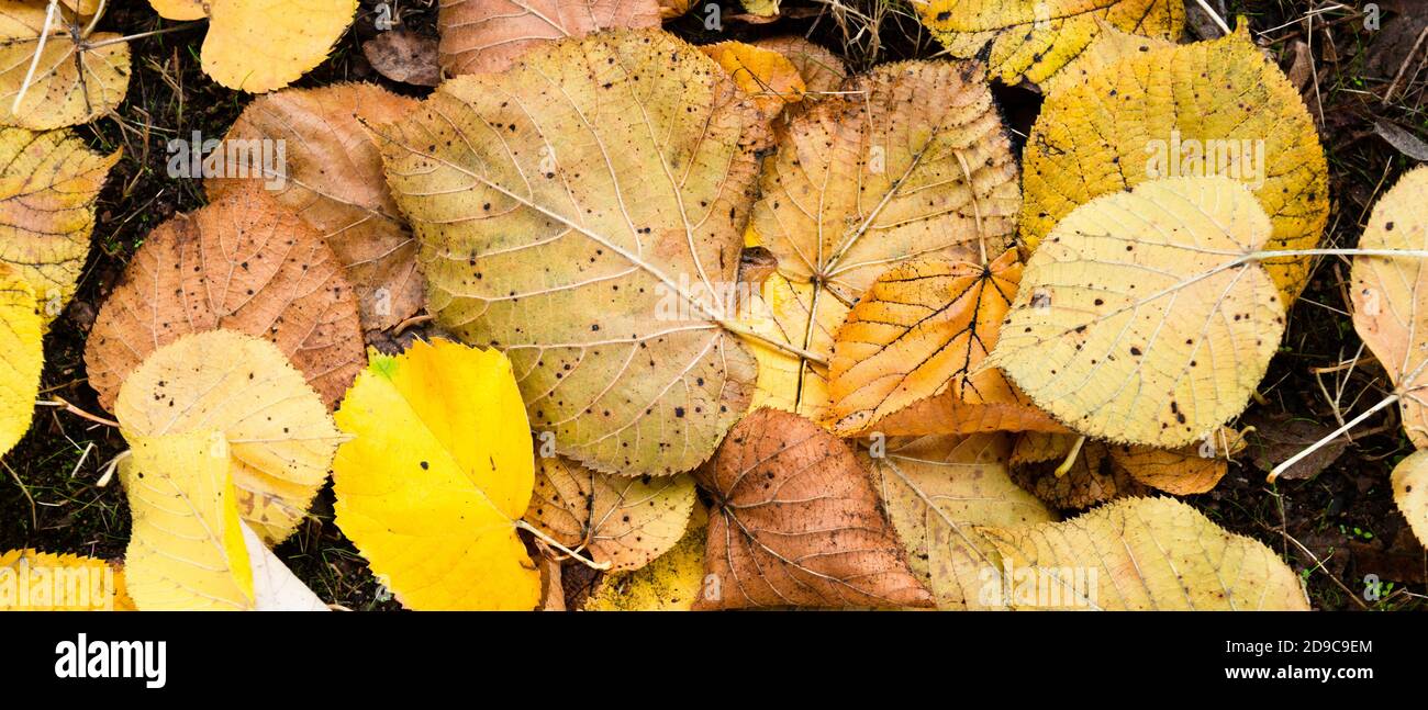 Dead leaves texture hi-res stock photography and images - Alamy