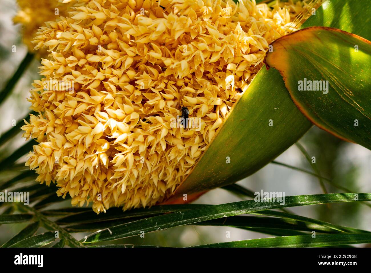 New inflorescences of a pygmy date palm tree Stock Photo - Alamy