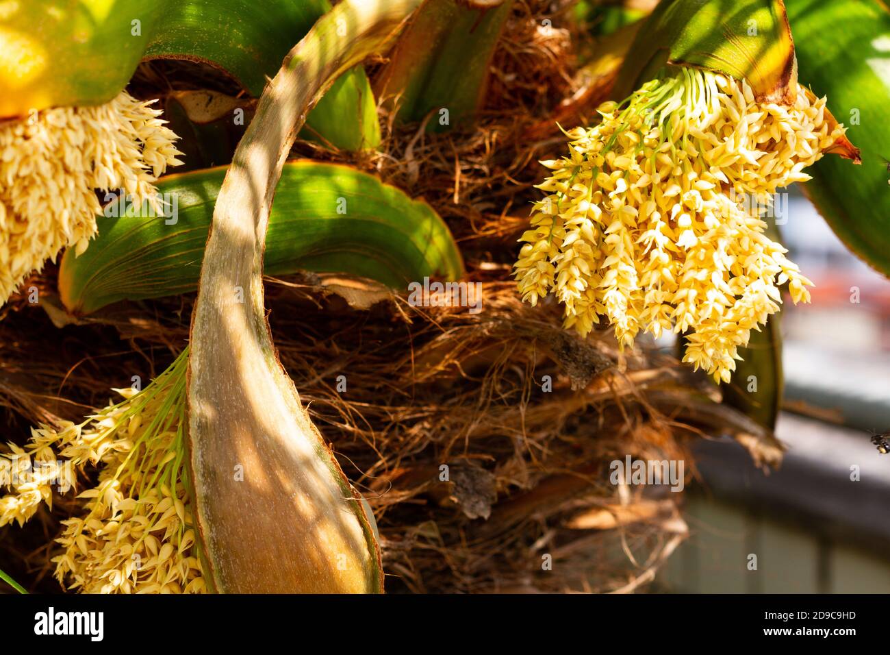 New inflorescences of a pygmy date palm tree Stock Photo - Alamy