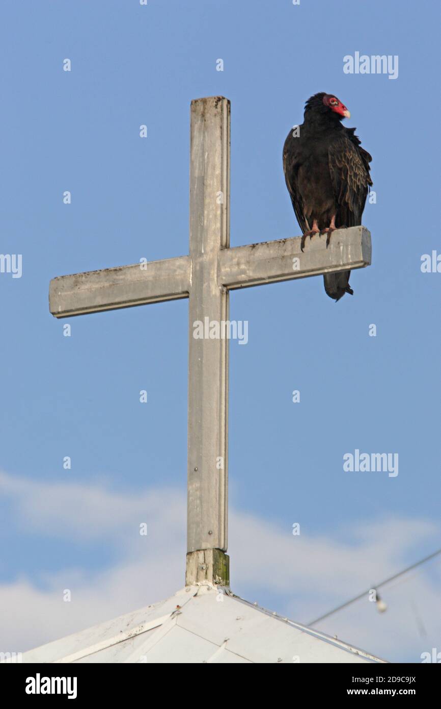 Turkey Vulture (Cathartes aura) adult perched on cross on top of church ...