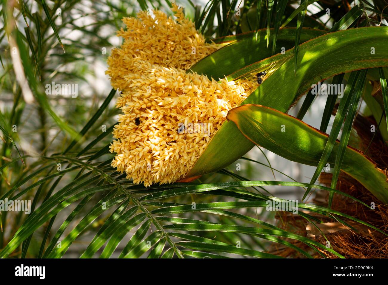 New inflorescences of a pygmy date palm tree Stock Photo - Alamy