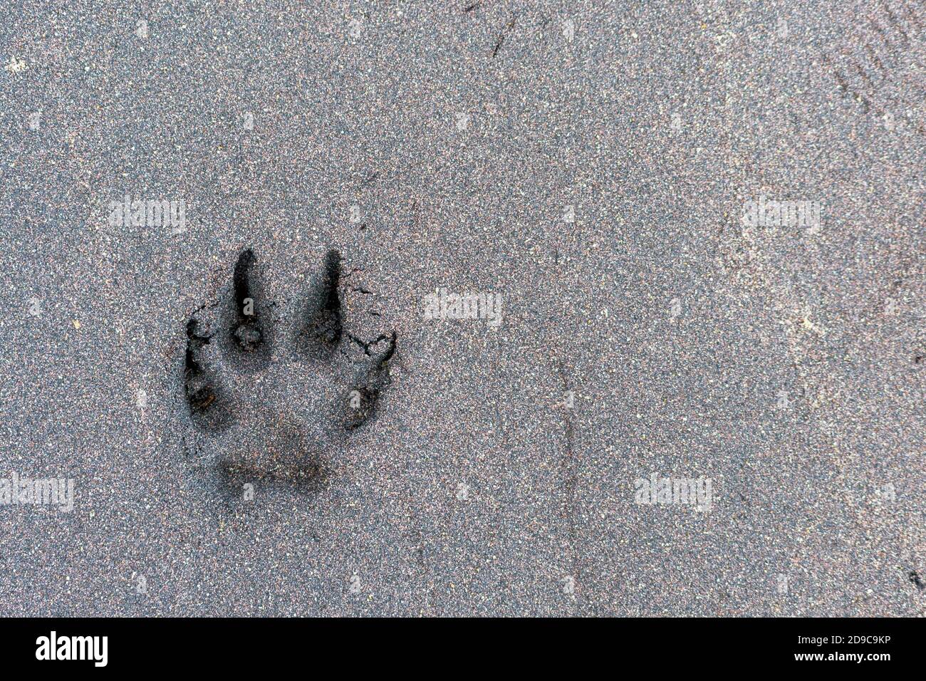 Wild wolf's paw footprint in the sand, background photo with a copy ...