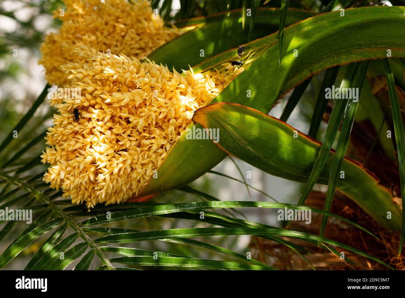 New inflorescences of a pygmy date palm tree Stock Photo - Alamy