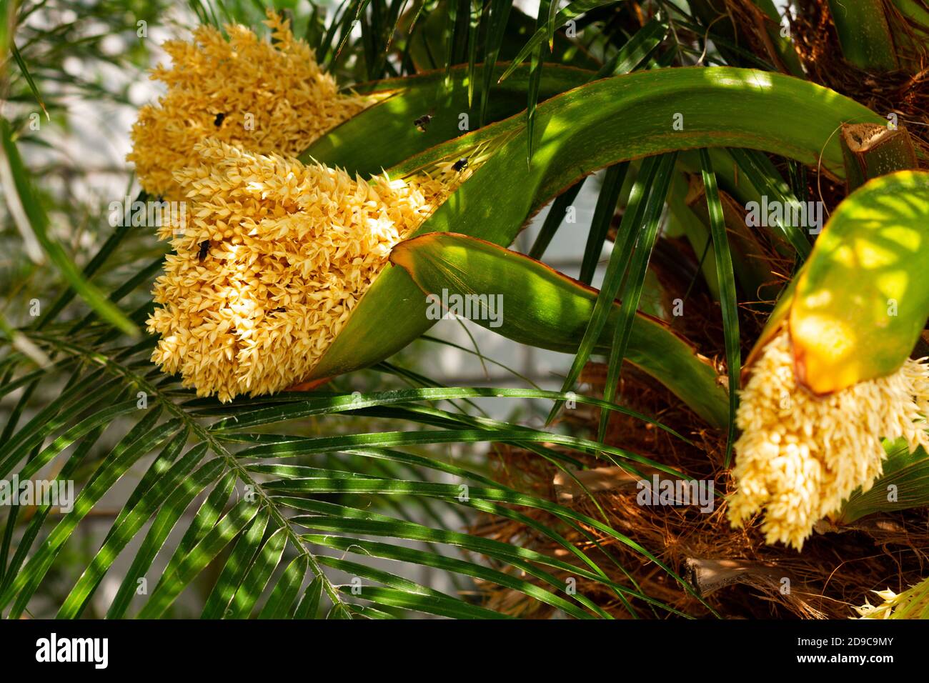 New inflorescences of a pygmy date palm tree Stock Photo - Alamy