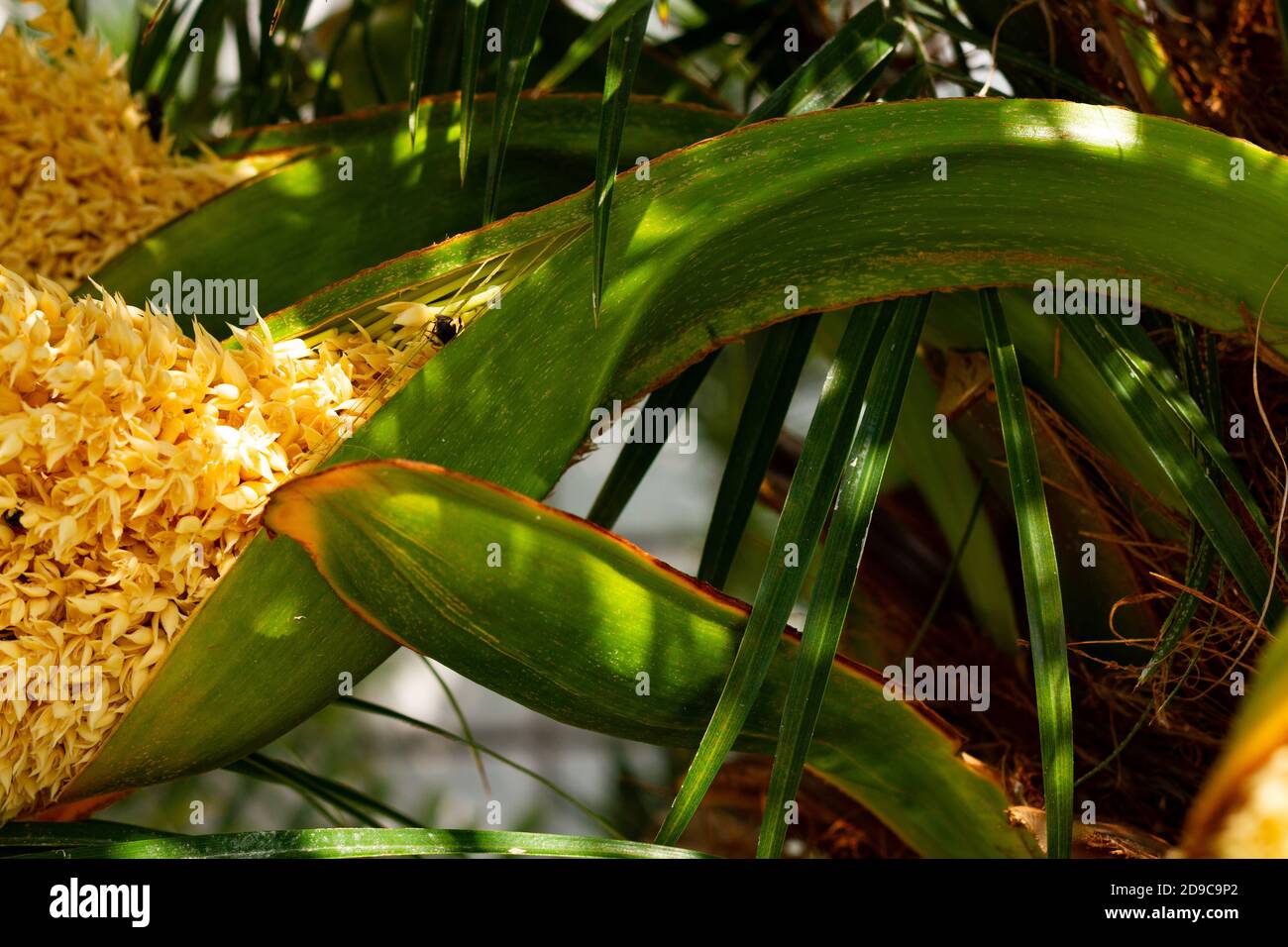 New inflorescences of a pygmy date palm tree Stock Photo - Alamy