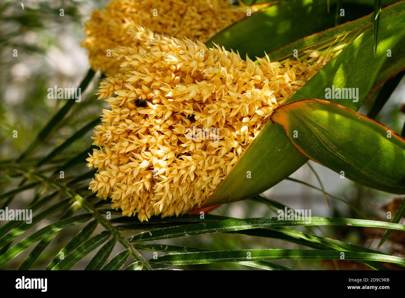 New inflorescences of a pygmy date palm tree Stock Photo - Alamy