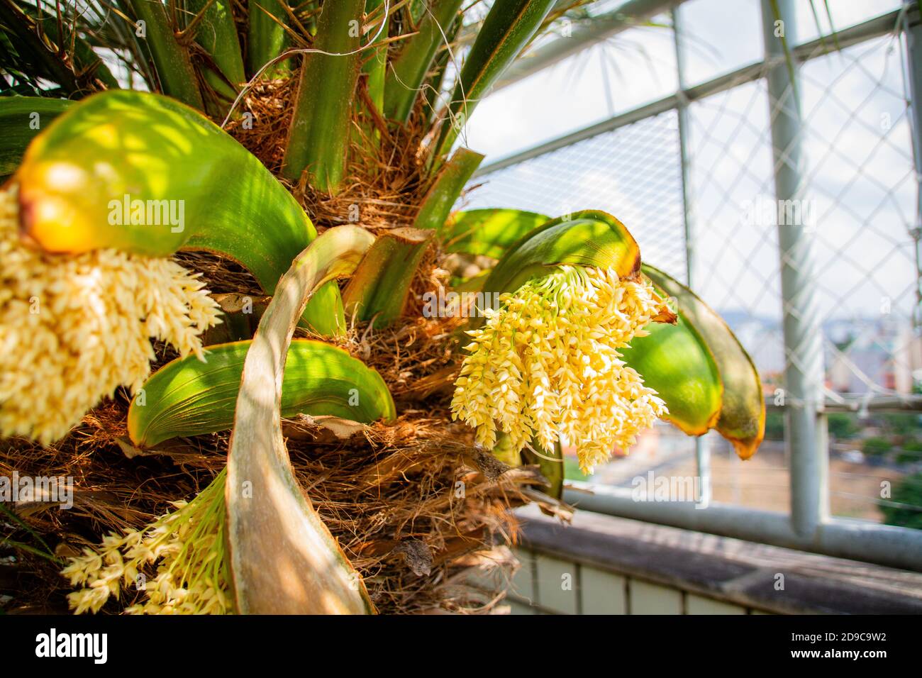 New inflorescences of a pygmy date palm tree Stock Photo - Alamy