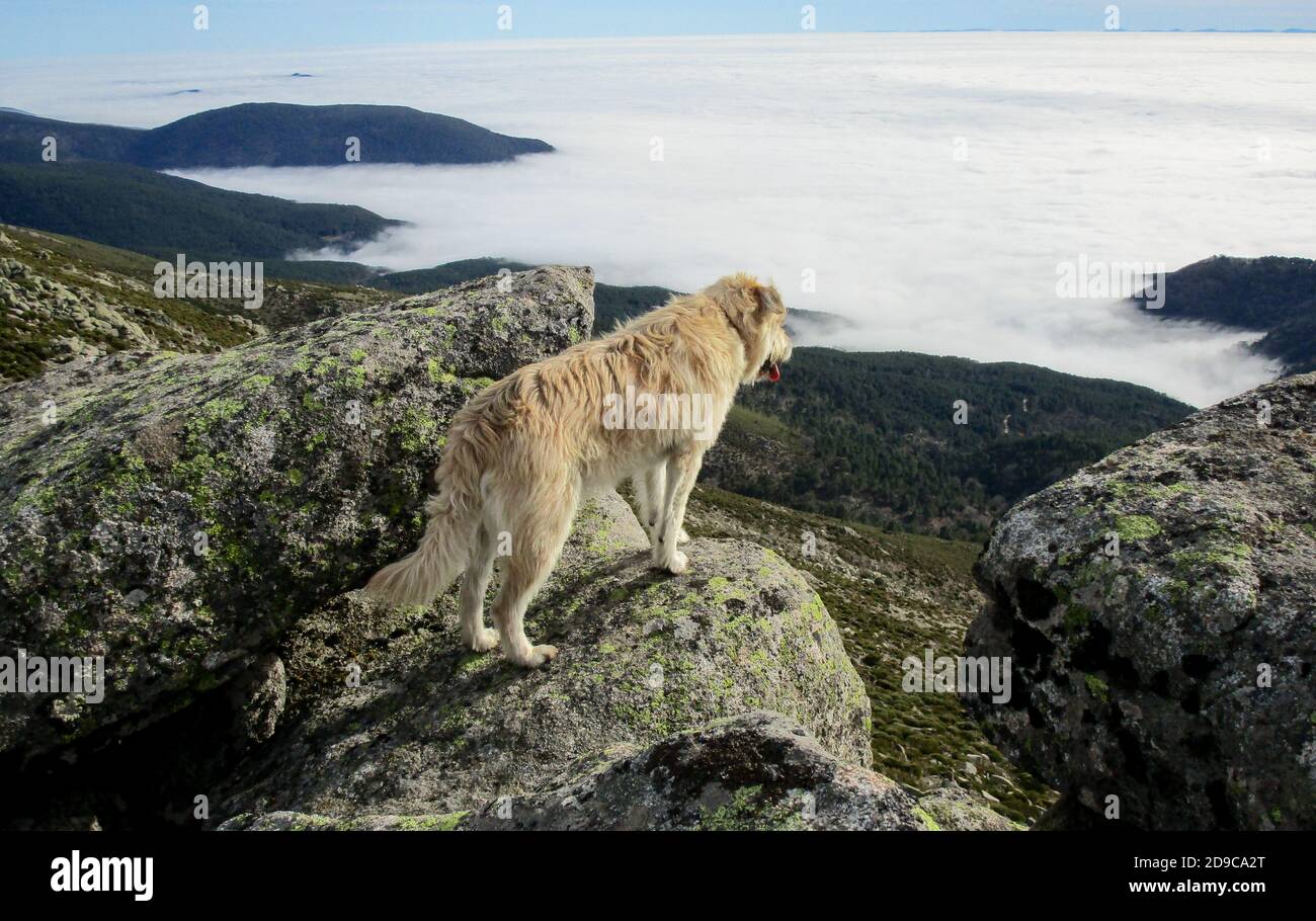 Closeup shot of a cute golden retriever standing on a rock Stock Photo ...