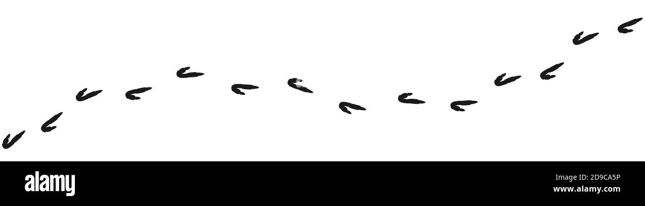 Chicken footprints Cut Out Stock Images & Pictures - Alamy