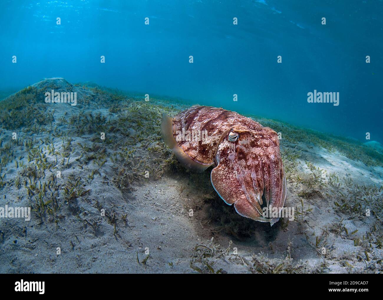 Cuttlefish in red sea hi-res stock photography and images - Alamy