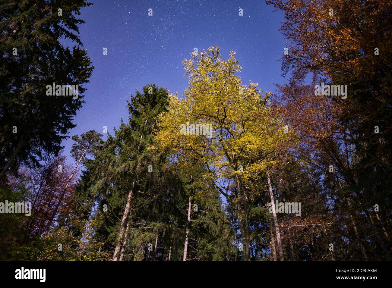 Autumn color forest under night sky lighten up by moonlight Stock Photo ...