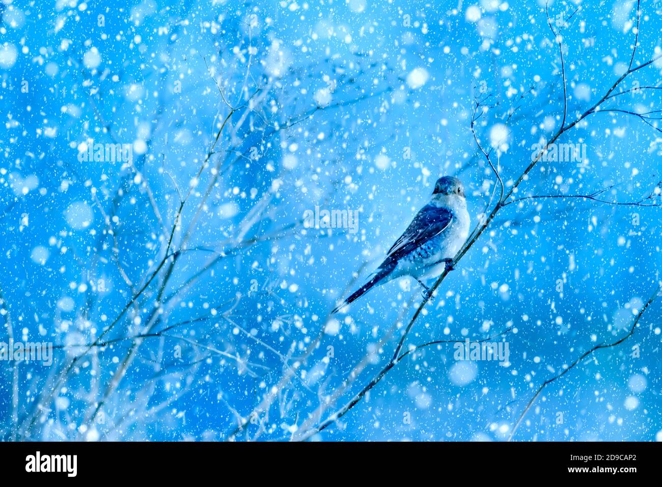 Winter season and animals. Falling snow. Nature background Stock Photo ...