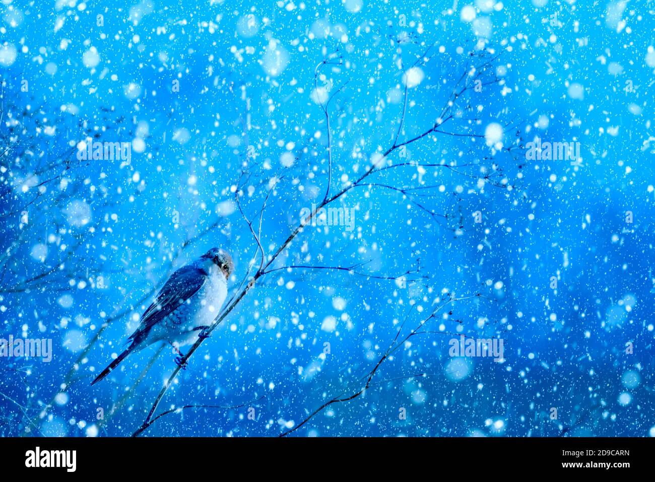 Winter season and animals. Falling snow. Nature background Stock Photo ...