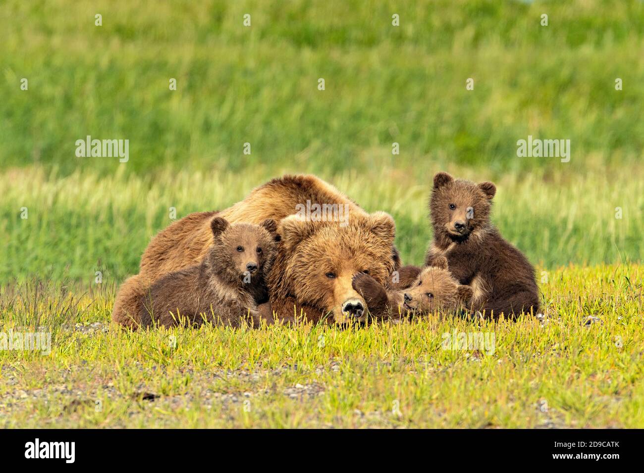 Coastal Brown bears Stock Photo - Alamy
