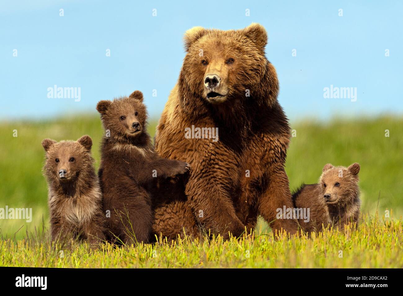 Coastal Brown bears Stock Photo - Alamy