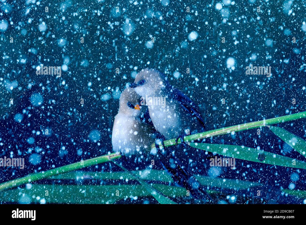 Winter season and animals. Falling snow. Nature background Stock Photo ...