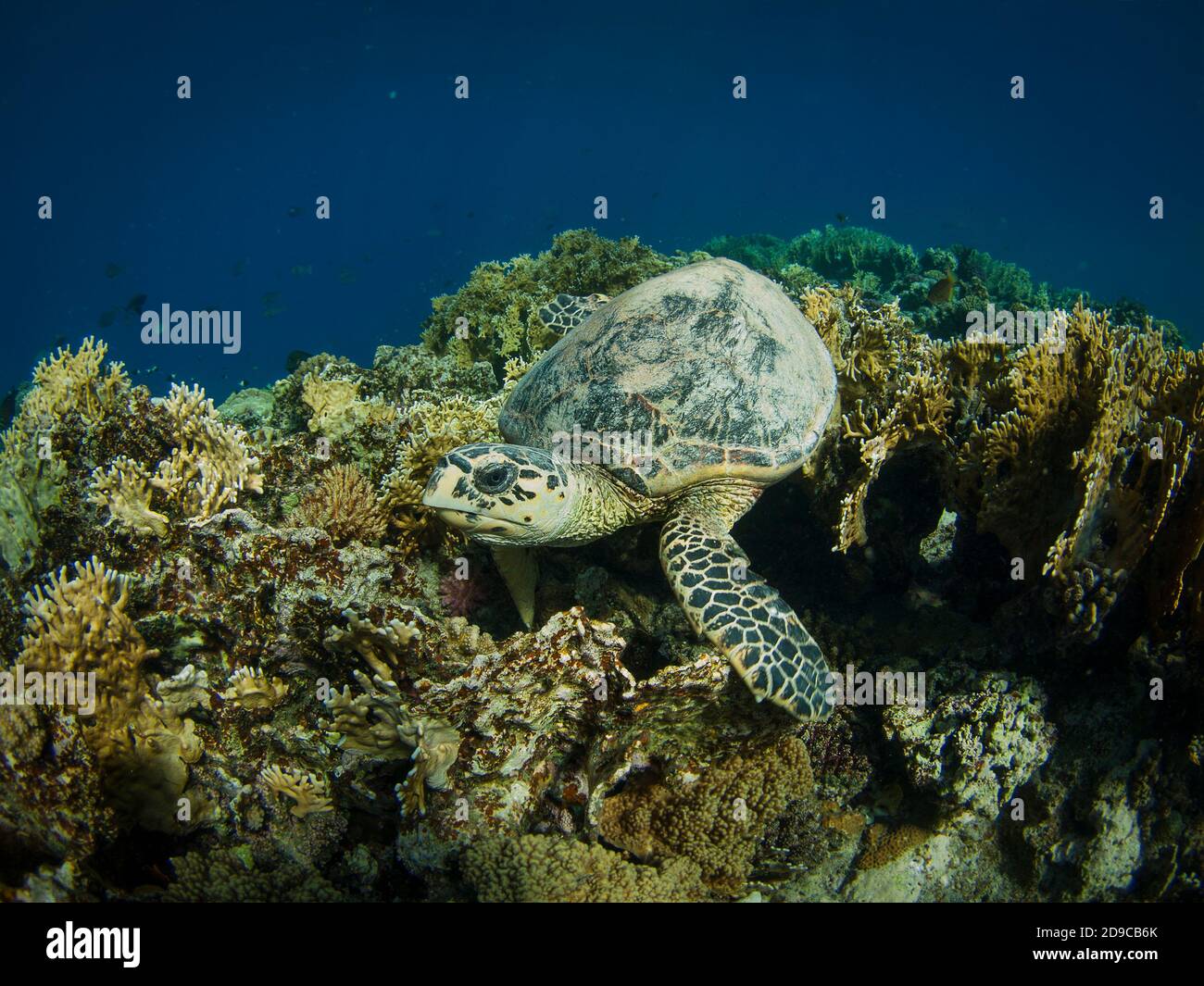 Hawksbill turtle diving in red hi-res stock photography and images - Alamy