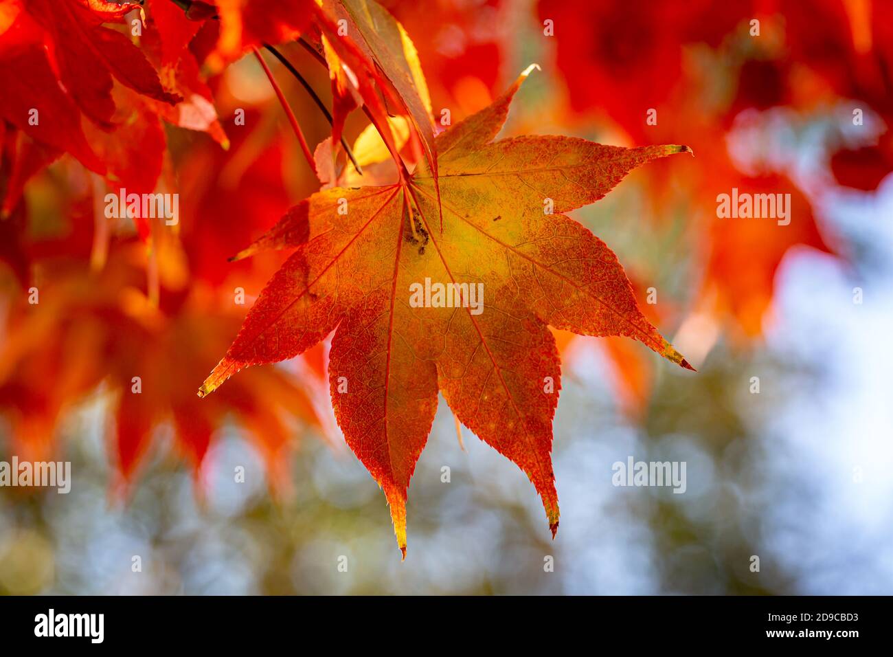 Colourful Maple Leaves in the Autumn Sunshine Stock Photo - Alamy