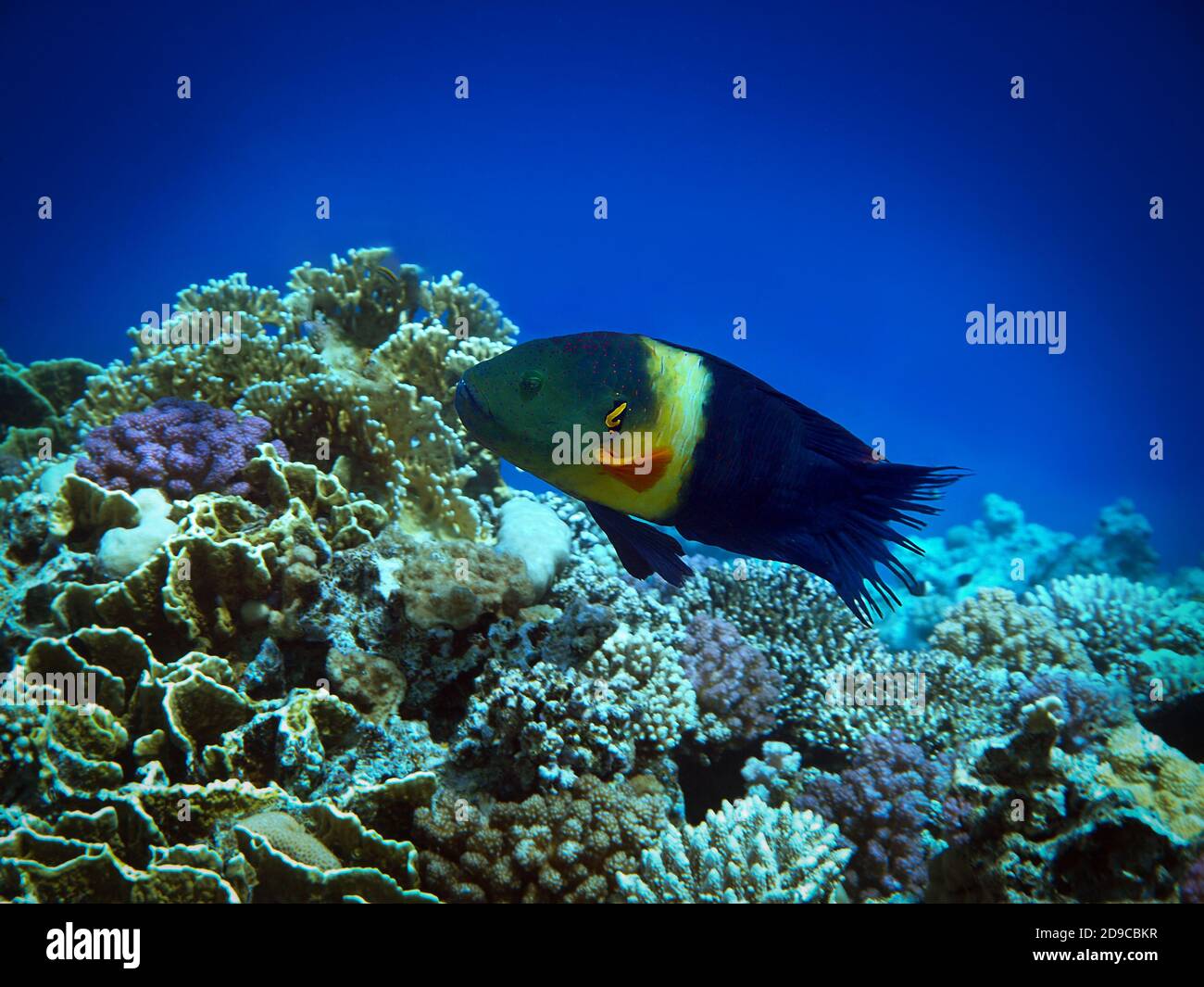 Broomtail wrasse in Red sea Stock Photo - Alamy