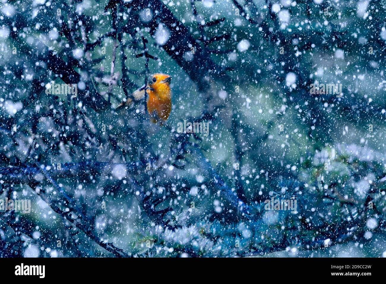 Winter season and animals. Falling snow. Nature background Stock Photo ...