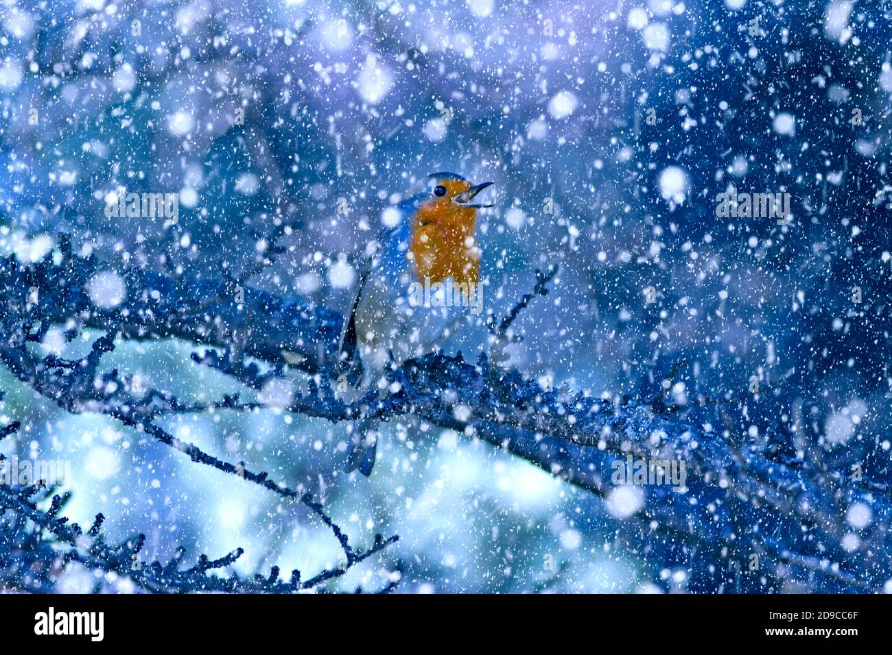 Winter season and animals. Falling snow. Nature background Stock Photo ...
