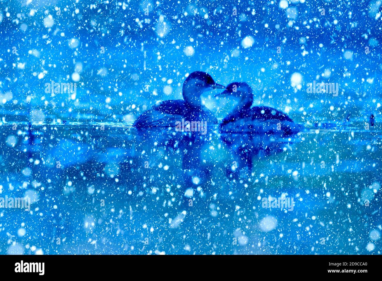 Winter season and animals. Falling snow. Nature background Stock Photo ...