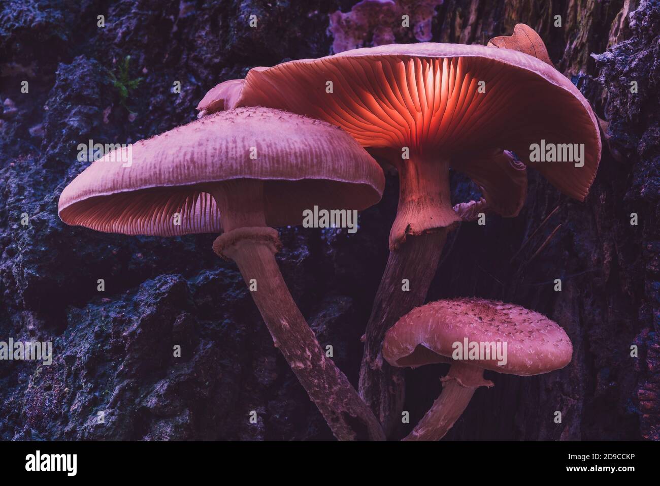 Glowing mushroom that grows on a tree trunk, glowing mushroom Stock ...