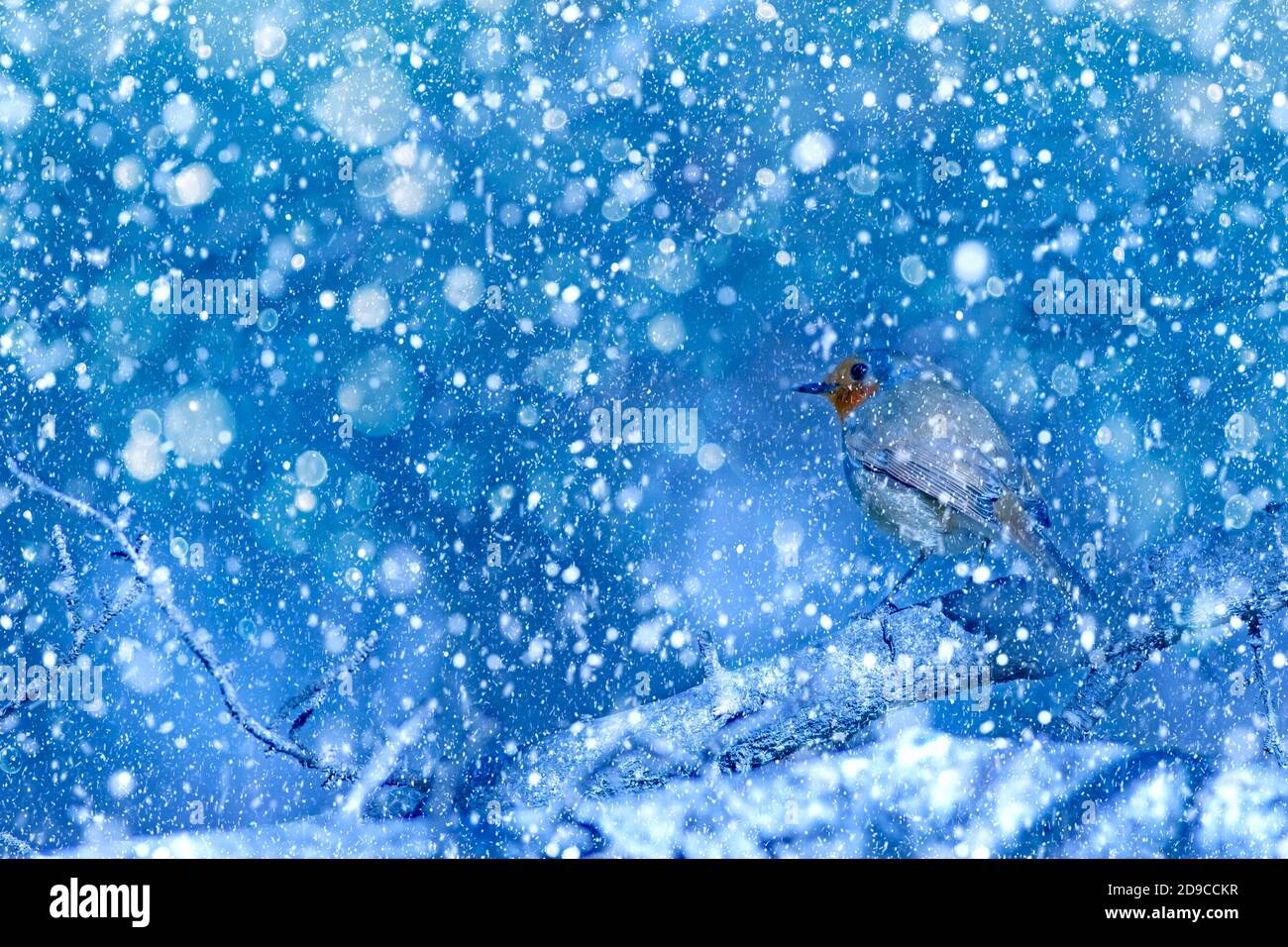Winter season and animals. Falling snow. Nature background Stock Photo ...
