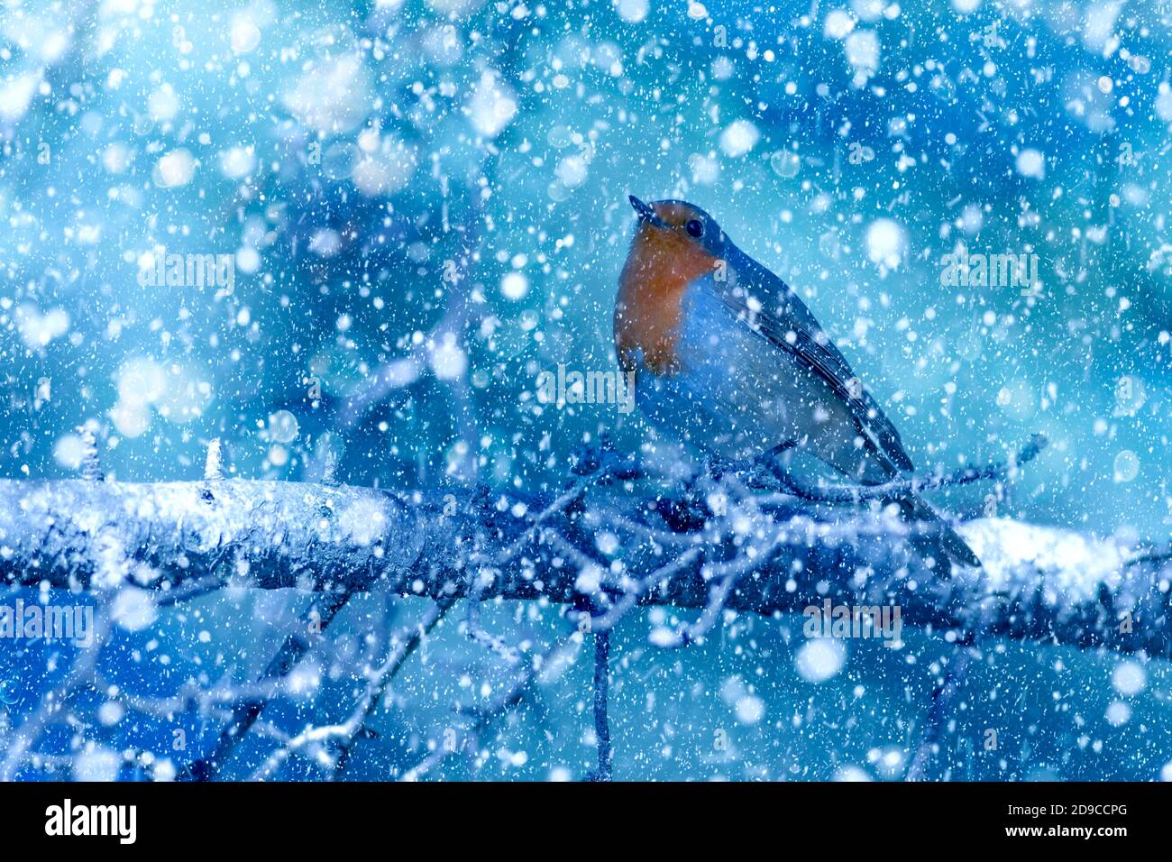 Winter season and animals. Falling snow. Nature background Stock Photo ...
