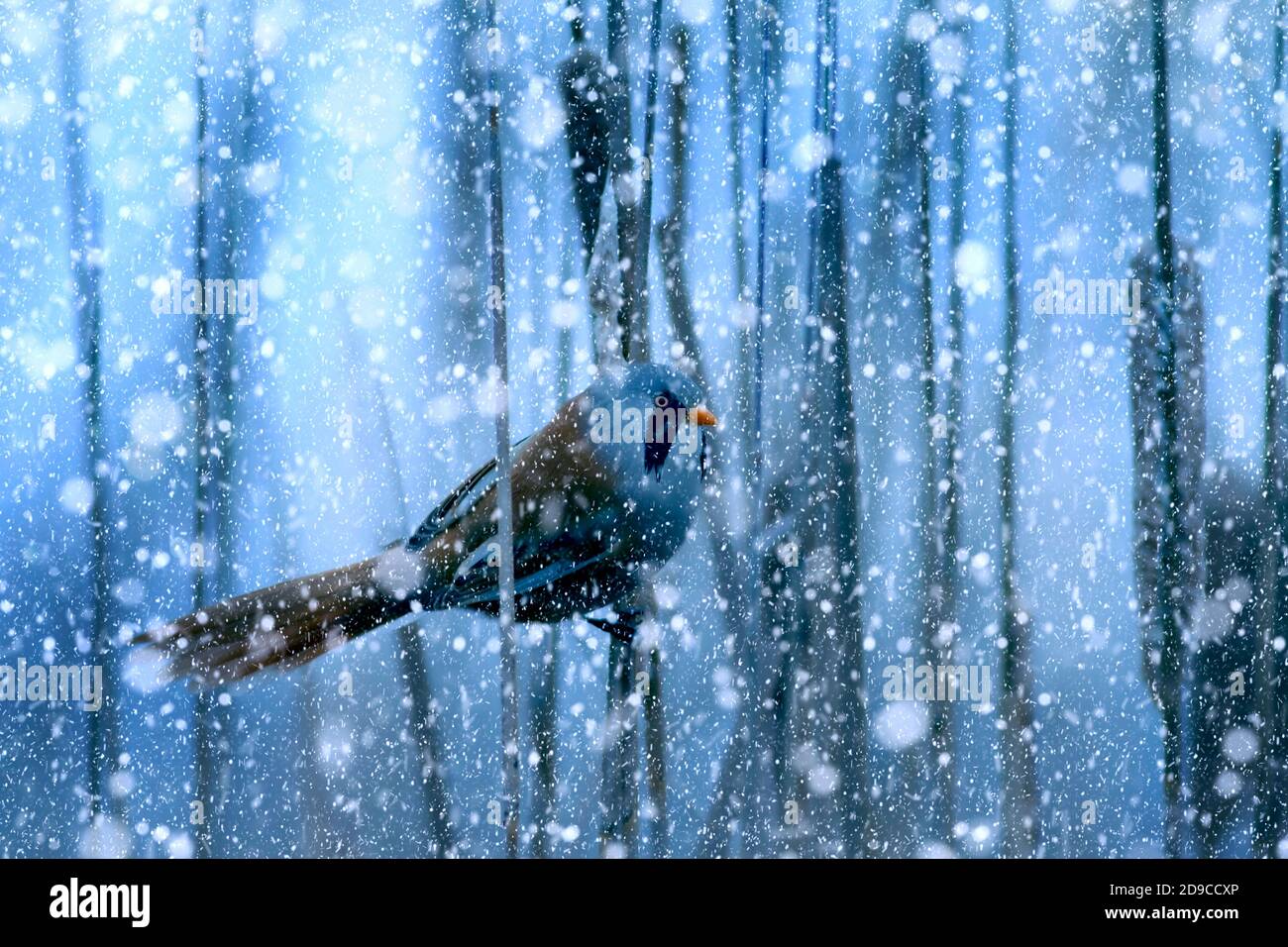 Winter season and animals. Falling snow. Nature background Stock Photo ...