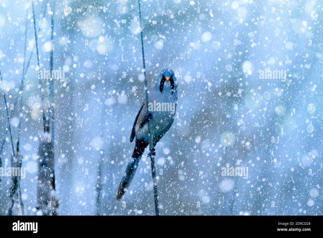 Winter season and animals. Falling snow. Nature background Stock Photo ...