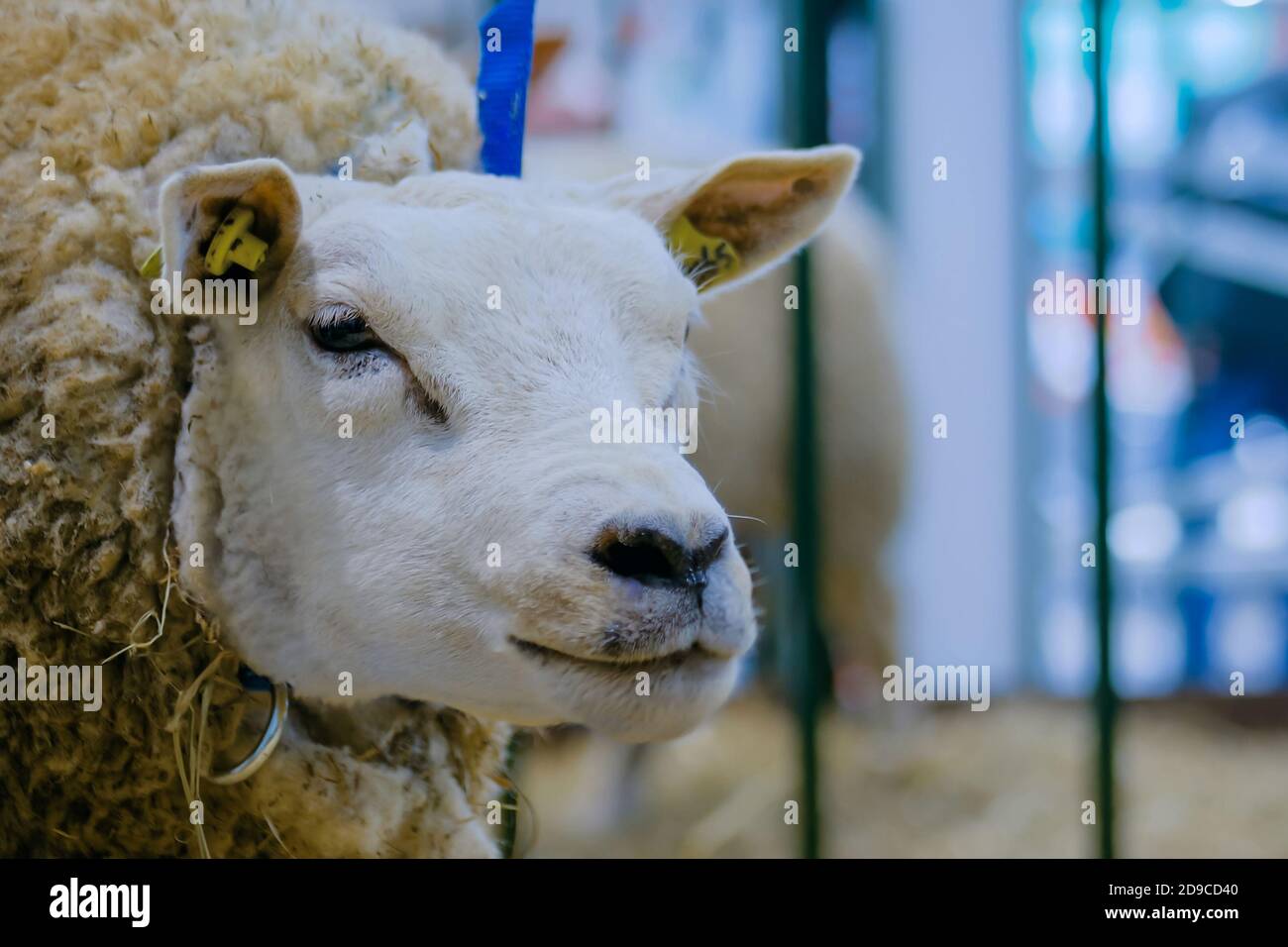Portrait of funny cute texel sheep at agricultural animal exhibition ...