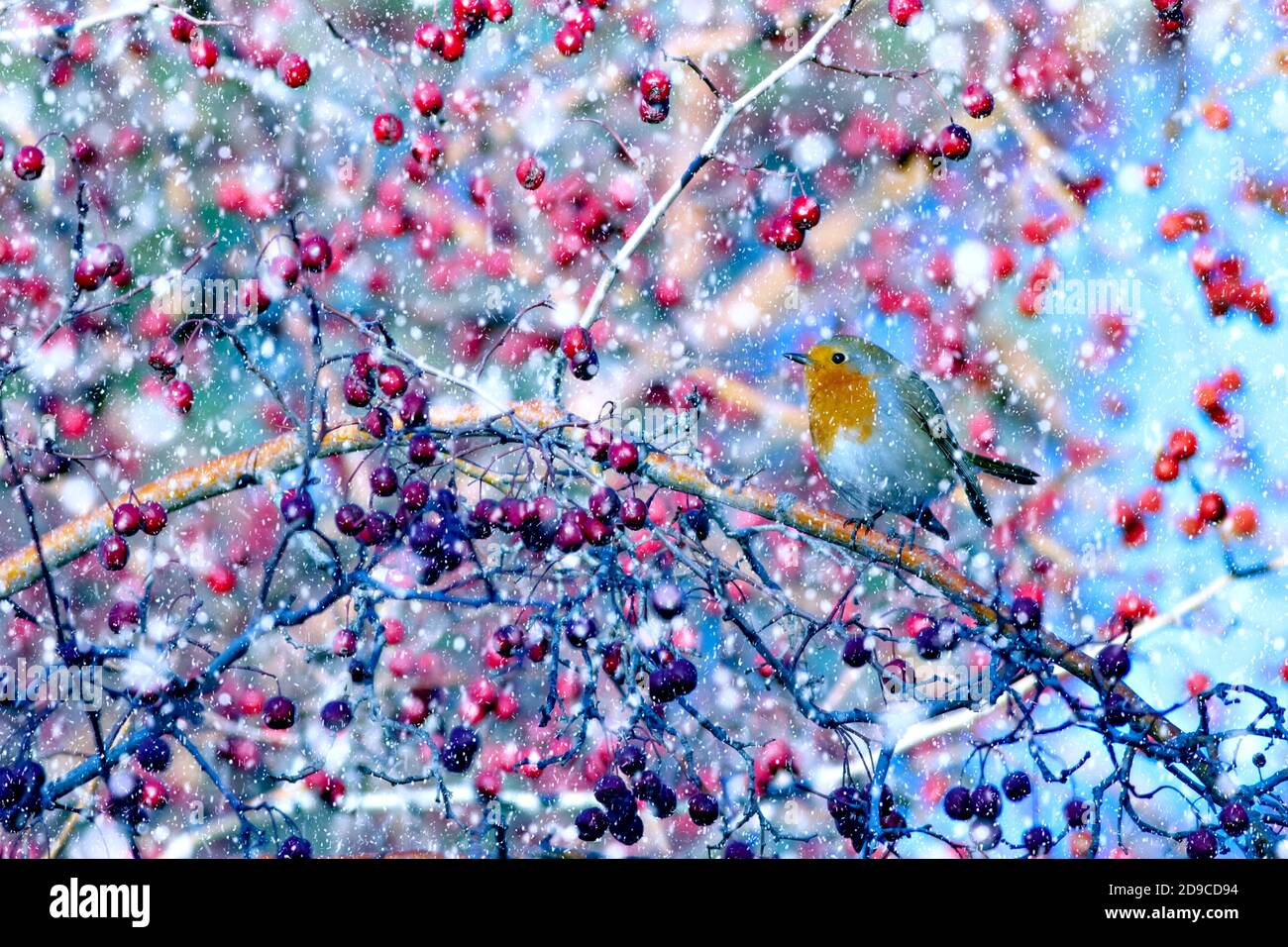Winter season and animals. Falling snow. Nature background Stock Photo ...