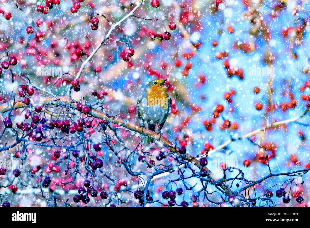 Winter season and animals. Falling snow. Nature background Stock Photo ...