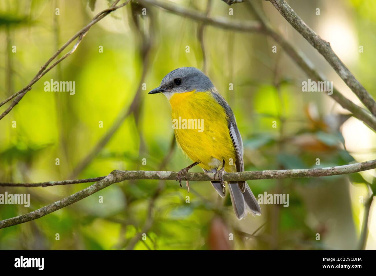 Robin nest australia hi-res stock photography and images - Alamy