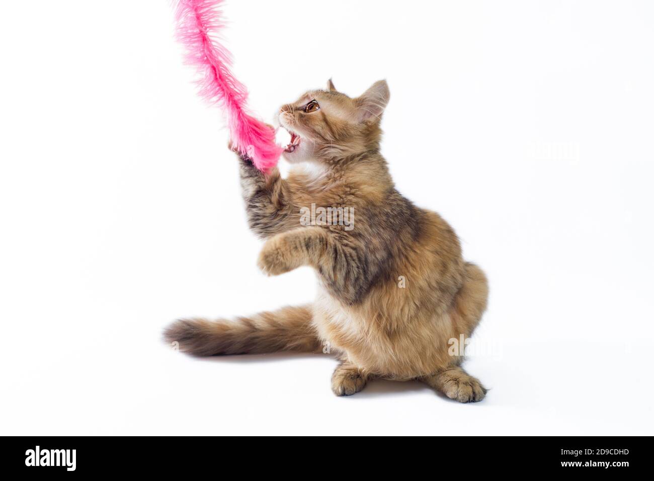 fluffy adult cat playing on white background Stock Photo - Alamy