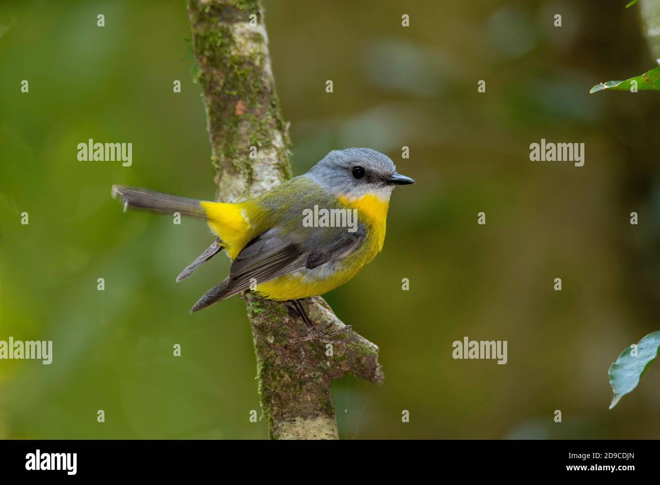 Robin nest australia hi-res stock photography and images - Alamy
