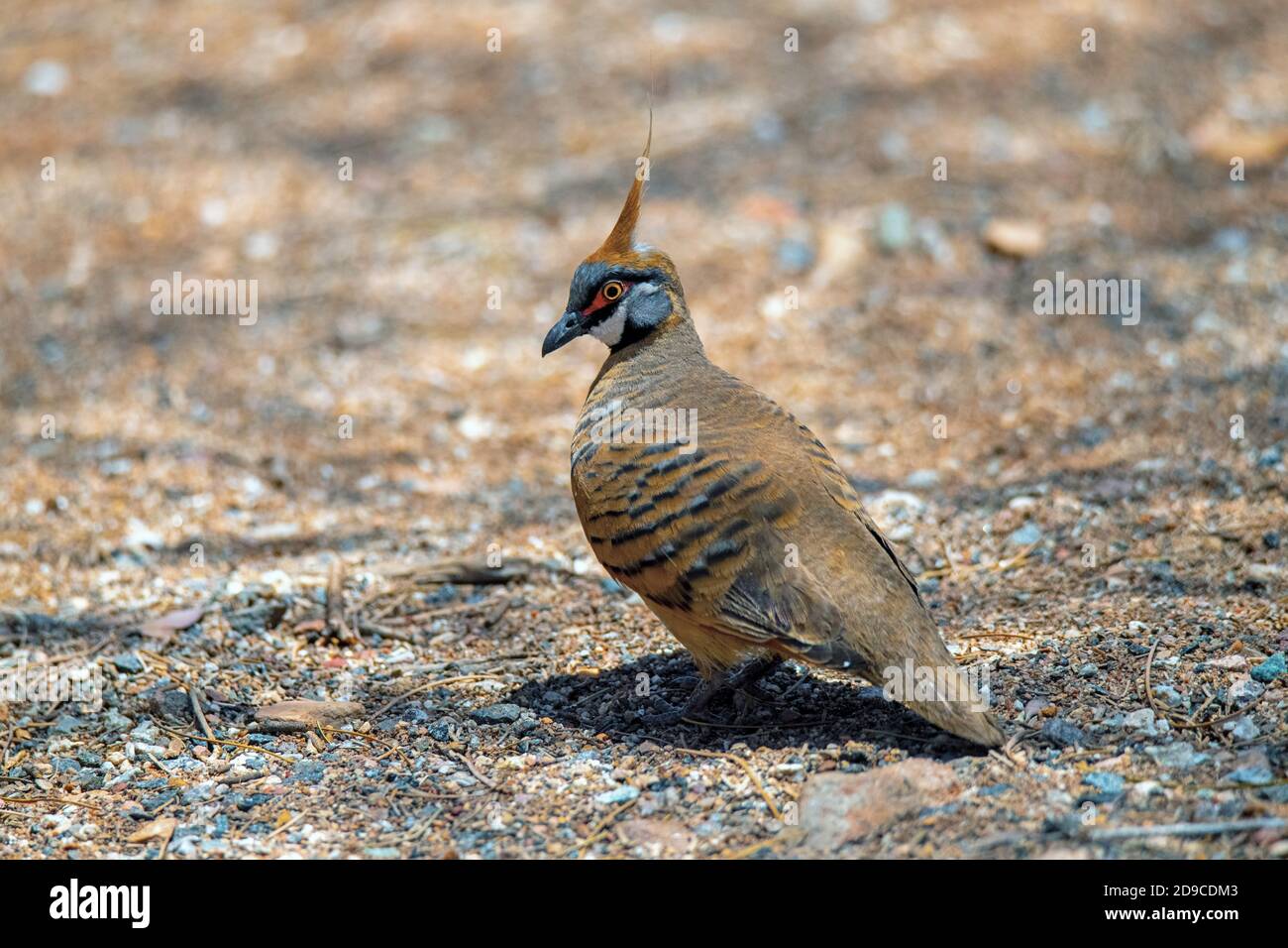 Spinifex Pigeon Geophaps plumifera Ormiston Gorge, Northern Territory ...