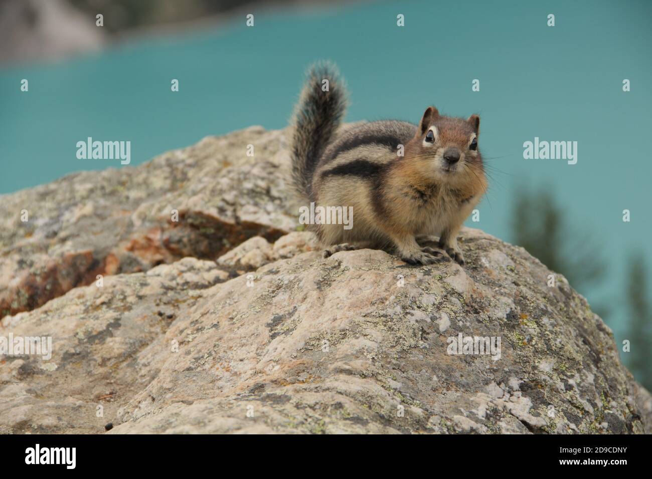 Chipmunk mammal cute animal hi-res stock photography and images - Alamy