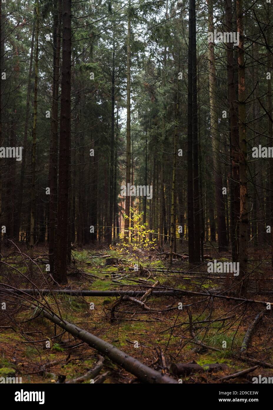Young deciduous tree in a vacant place in the coniferous forest Stock ...