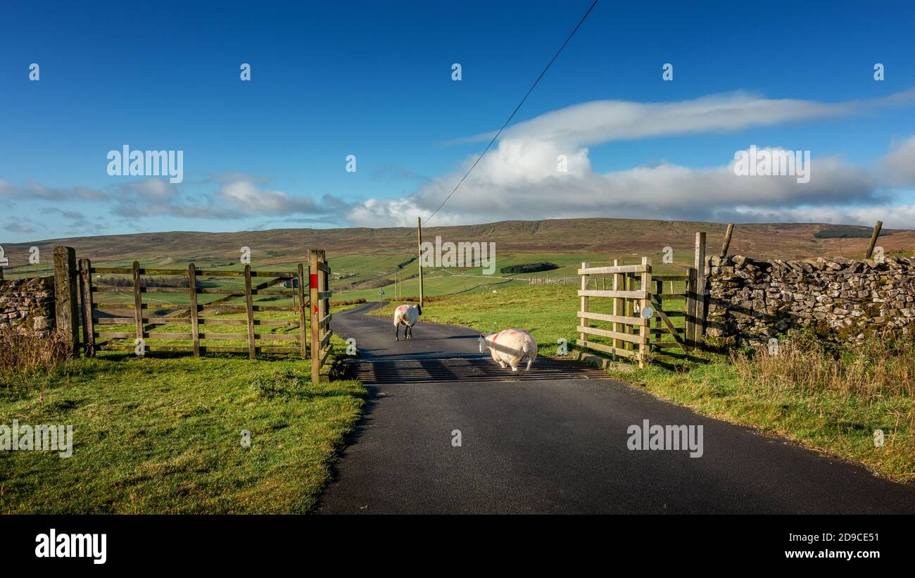 National grid uk sheep hi-res stock photography and images - Alamy